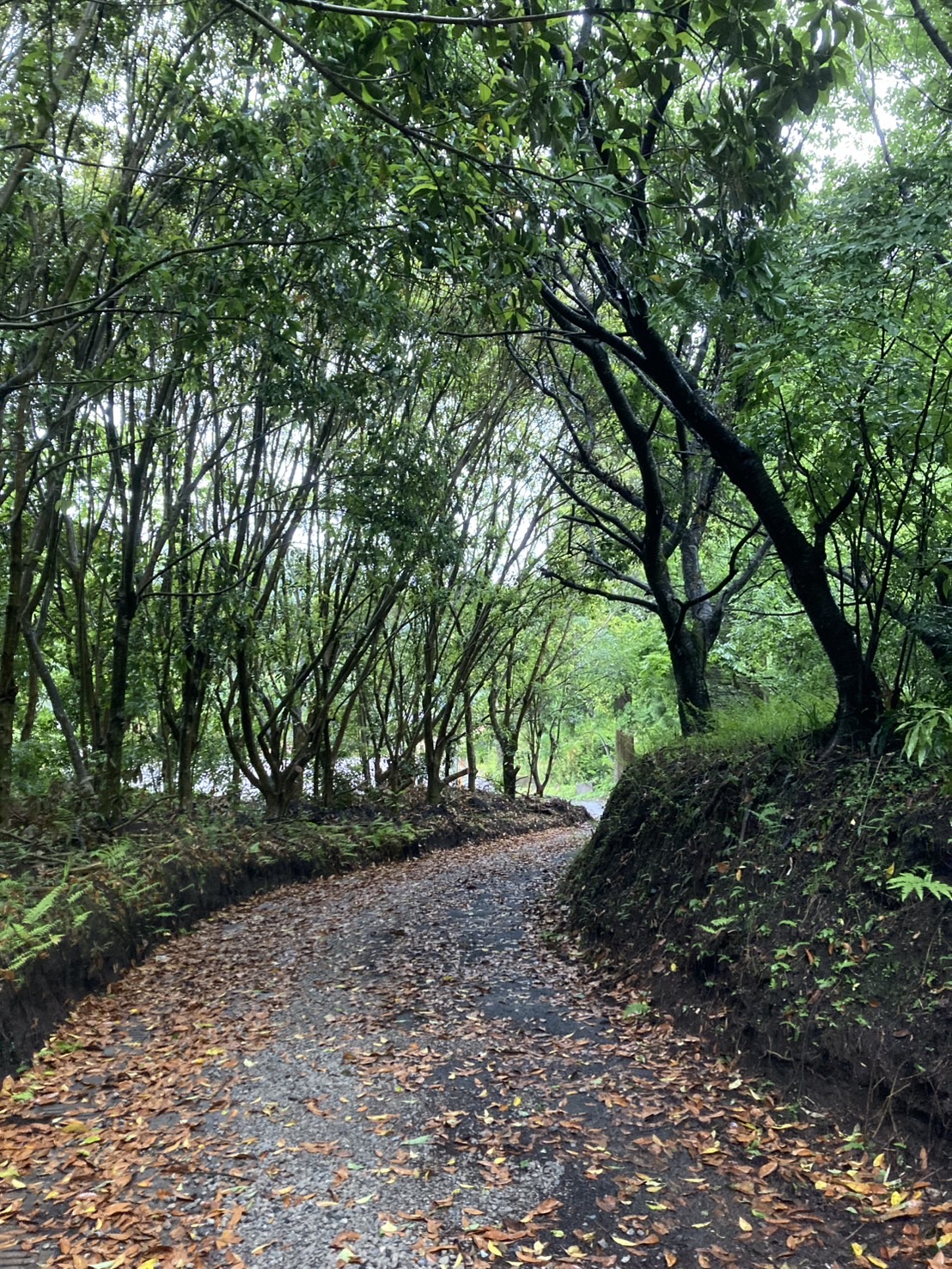 初のマルシェ - マル川建設ｰmarukawaｰ - | 南九州市の新築注文住宅